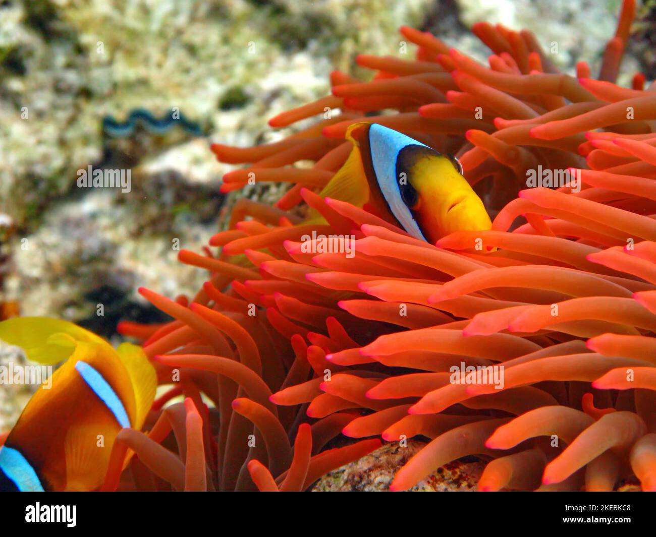 Poissons clowns nemo Banque de photographies et d’images à haute ...