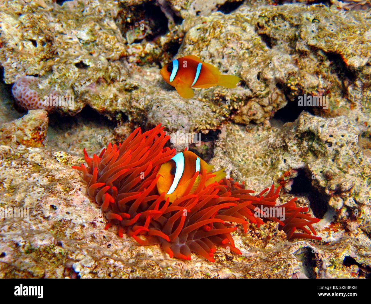 Poissons clowns nemo Banque de photographies et d’images à haute ...