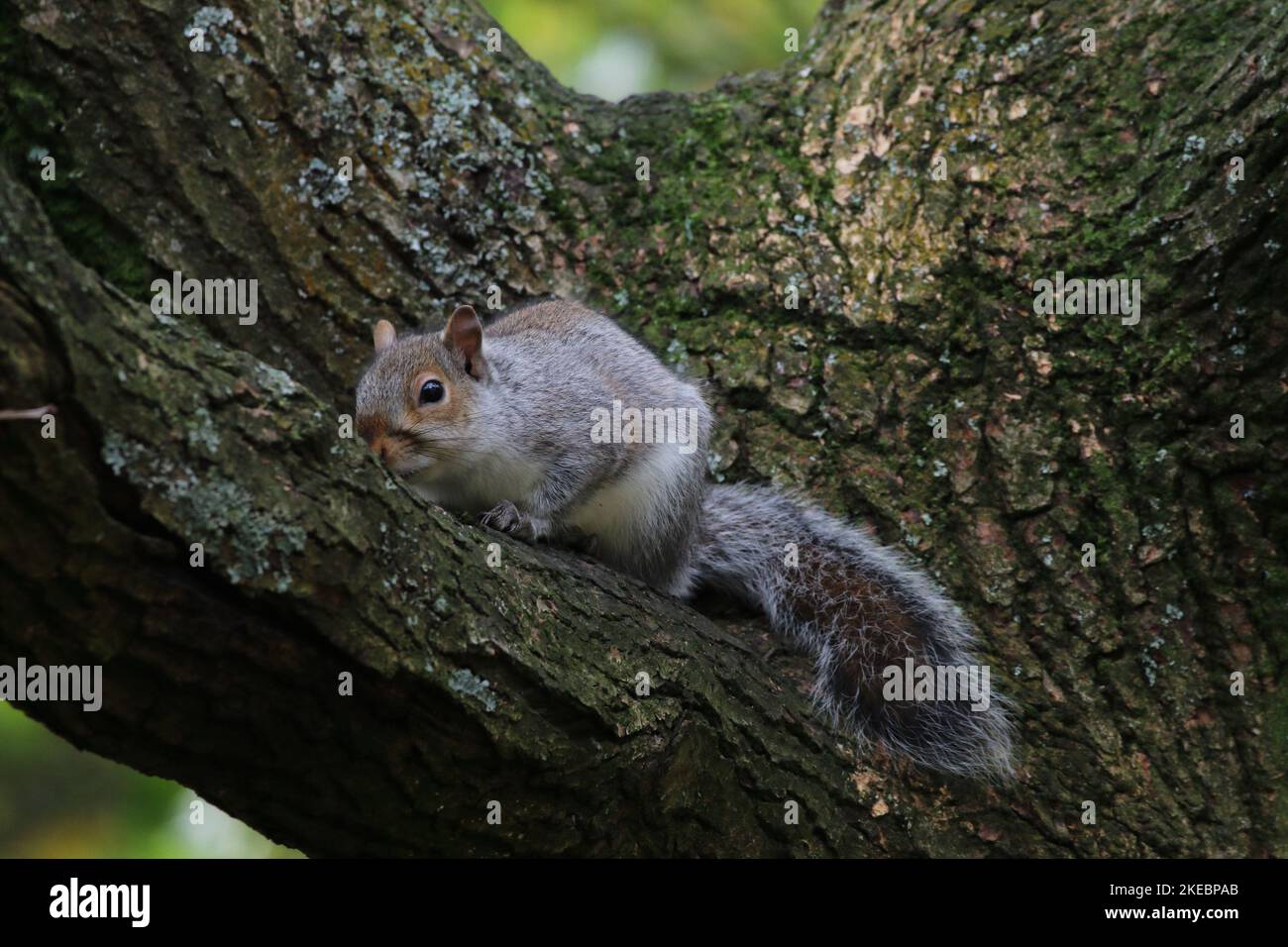 Écureuil gris sauvage assis sur un arbre, ces animaux sont connus pour ...