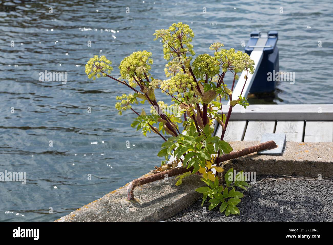 Angélique officinale Banque de photographies et d’images à haute ...