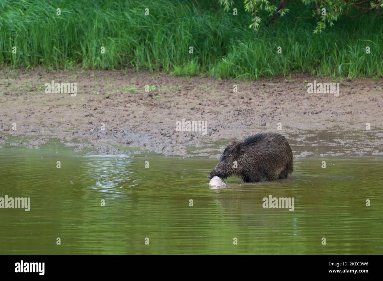 Sanglier mort Banque de photographies et d’images à haute résolution ...