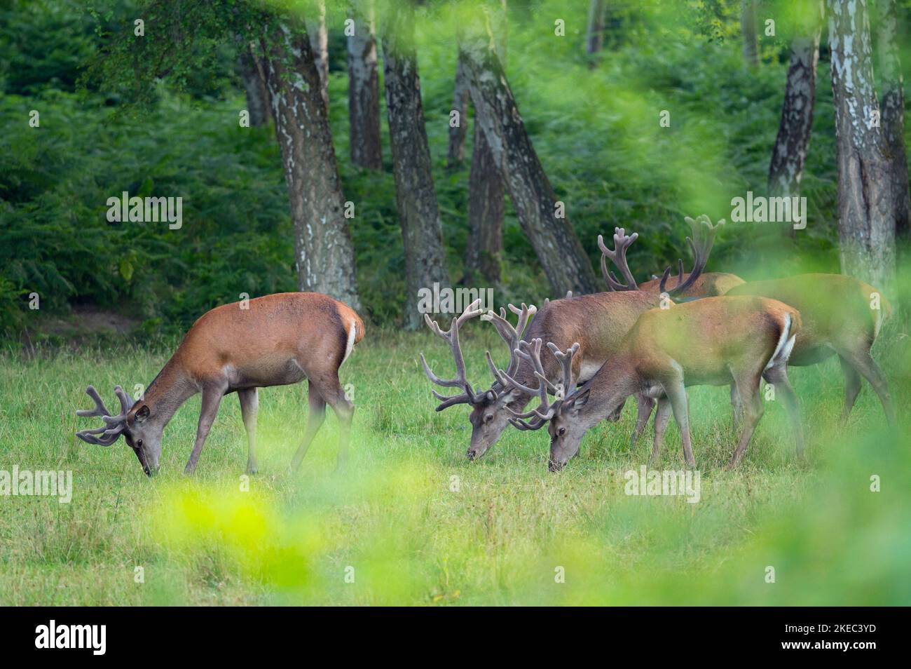 Pack de cerfs rouges Banque de photographies et d’images à haute ...
