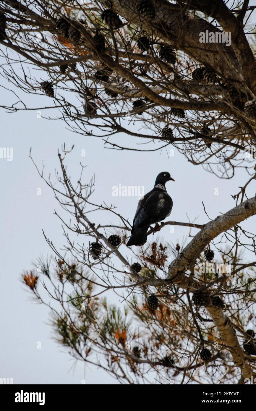 Arbre pigeon Banque de photographies et d’images à haute résolution - Alamy