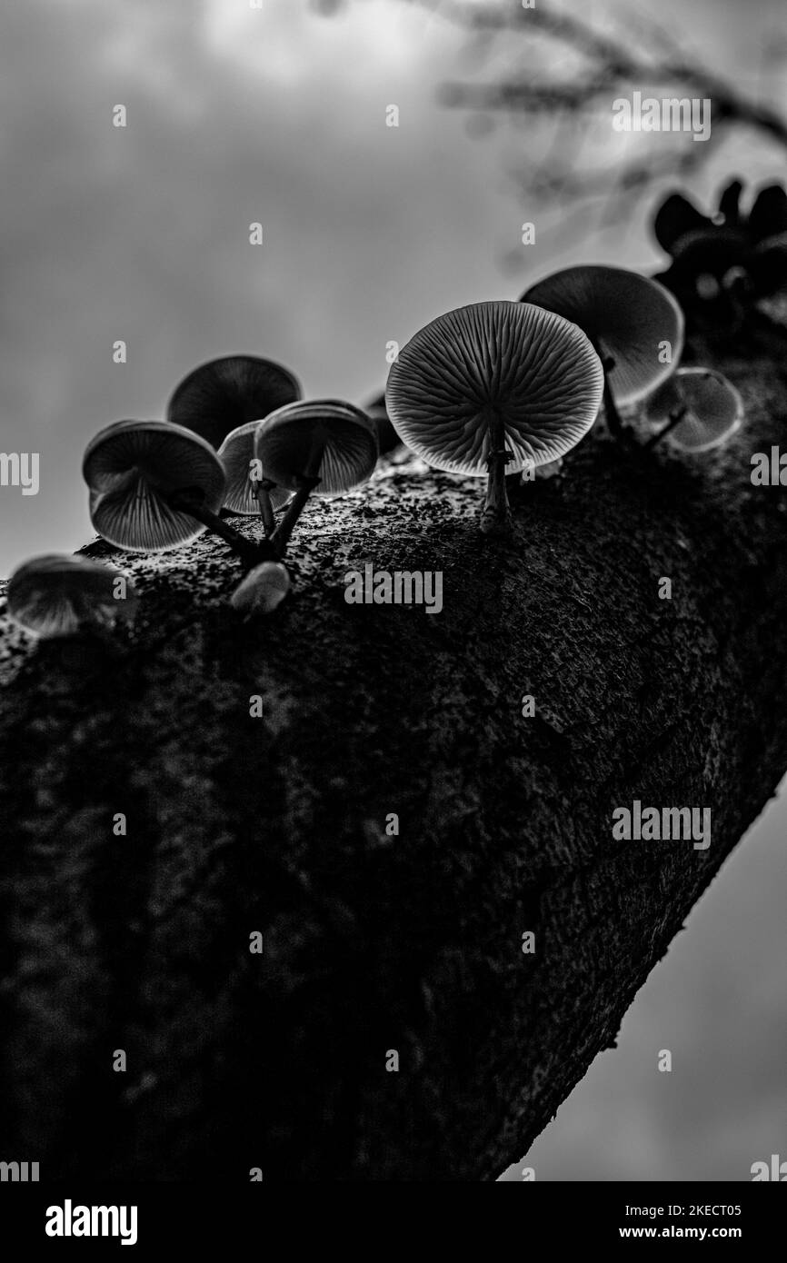 Champignons et feuilles Banque d'images noir et blanc - Alamy