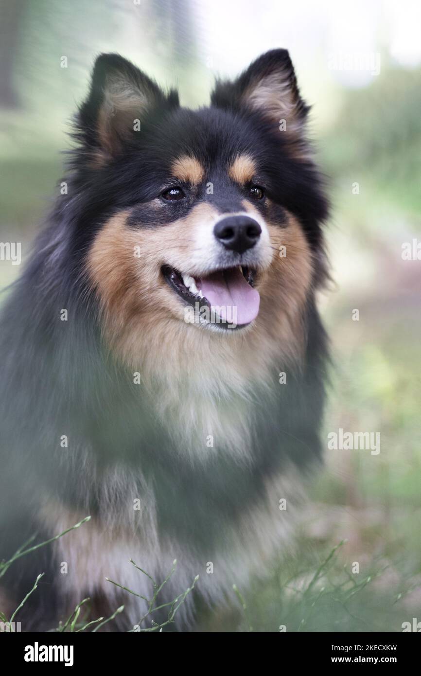 Dog finnish lapphund adult adults Banque de photographies et d’images à ...
