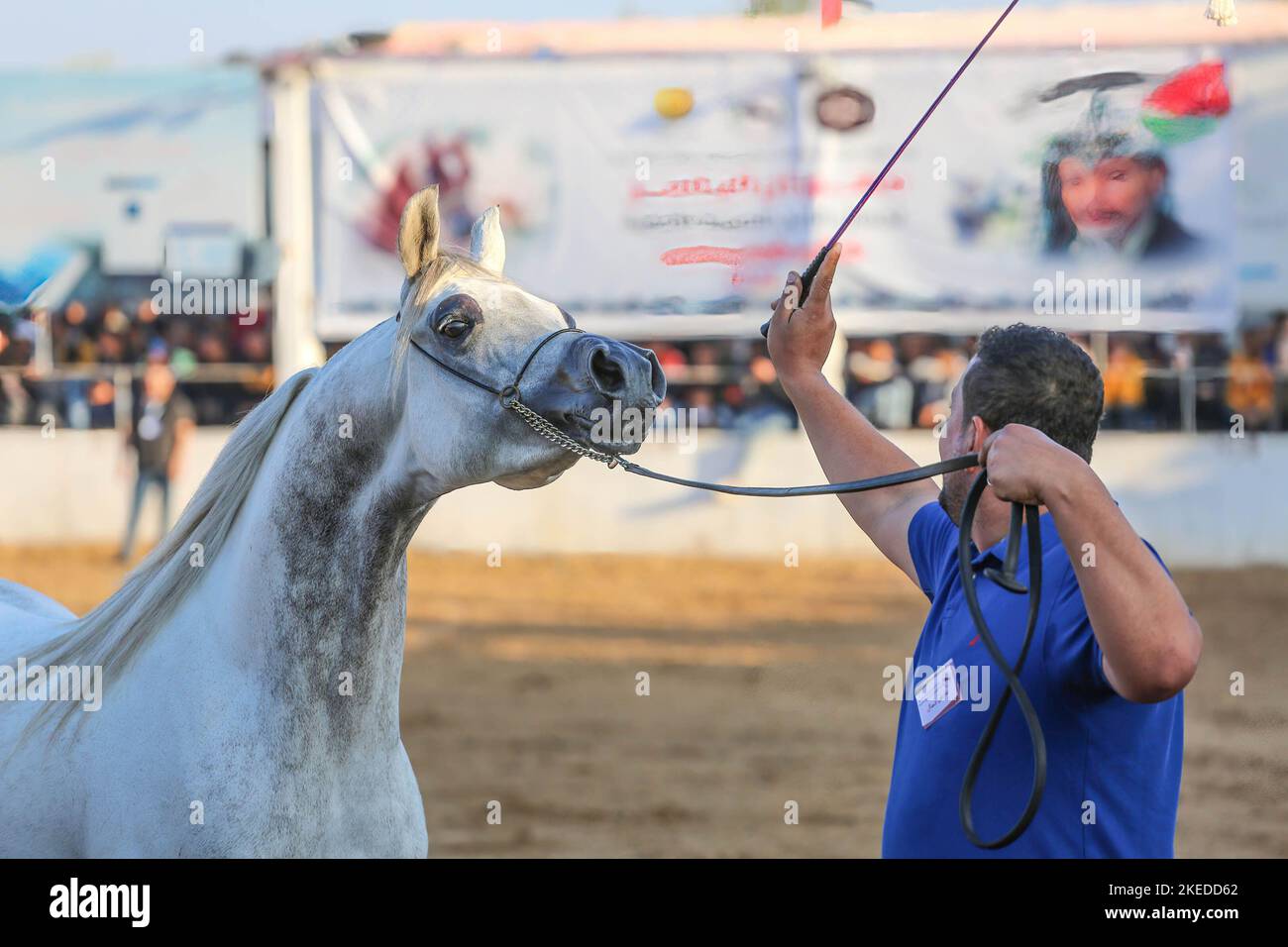 Un participant palestinien montre les compétences de son cheval pendant ...