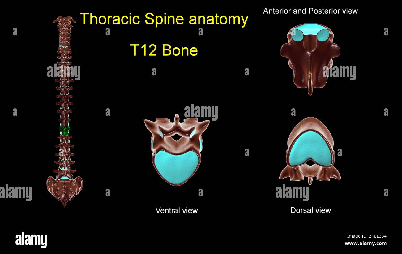 Rachis thoracique T 12 anatomie osseuse pour le concept médical 3D ...