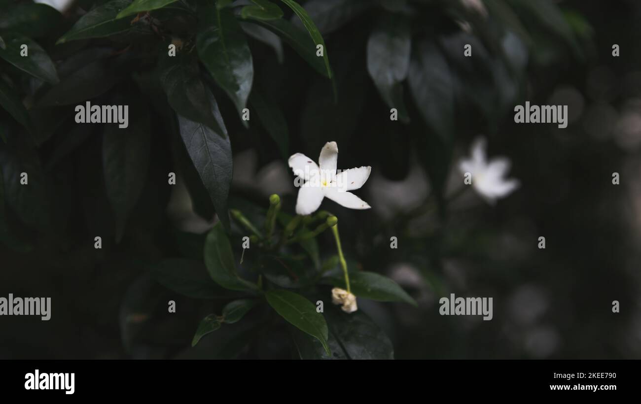 Common white jasmine jasminum officinale Banque de photographies et d ...