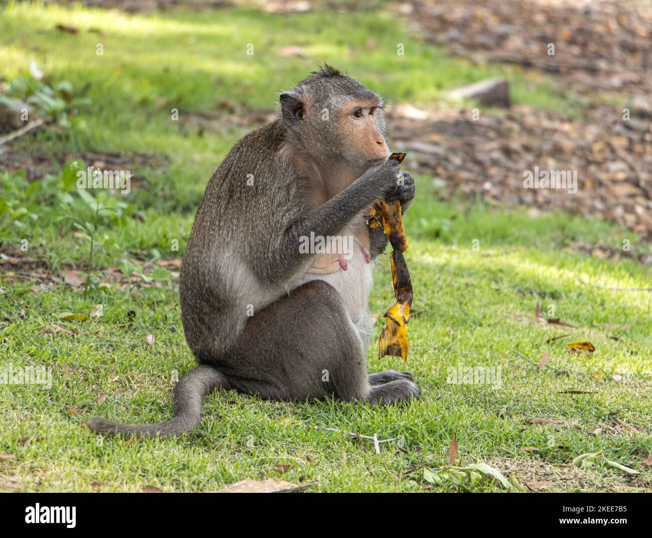 Singe nature mangeant des fruits Banque de photographies et d’images à ...