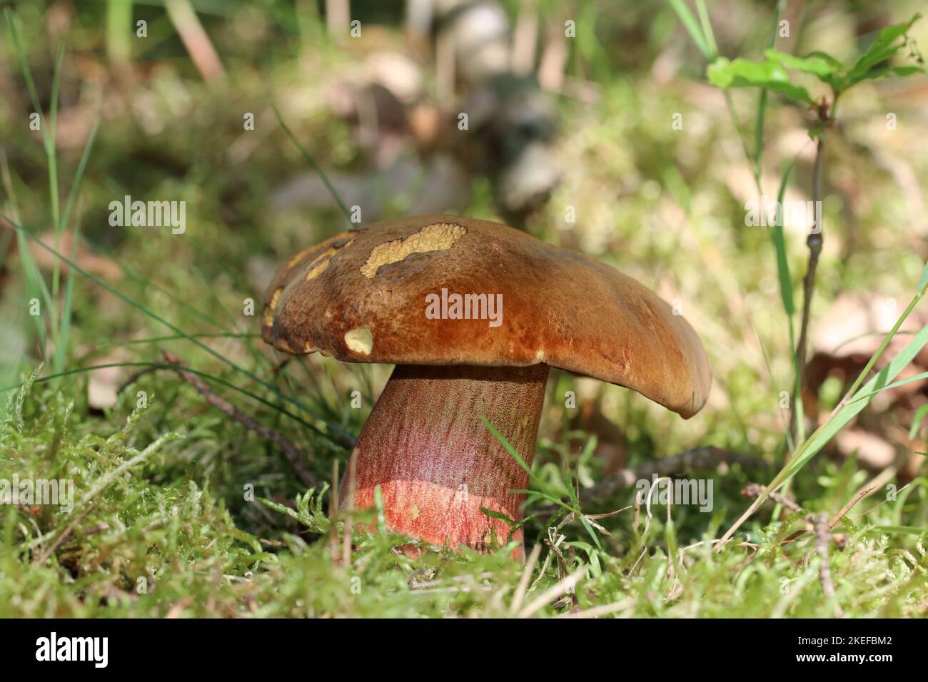 Le champignon comestible Neoboletus luridiformis (Neoboletus erythropus ...