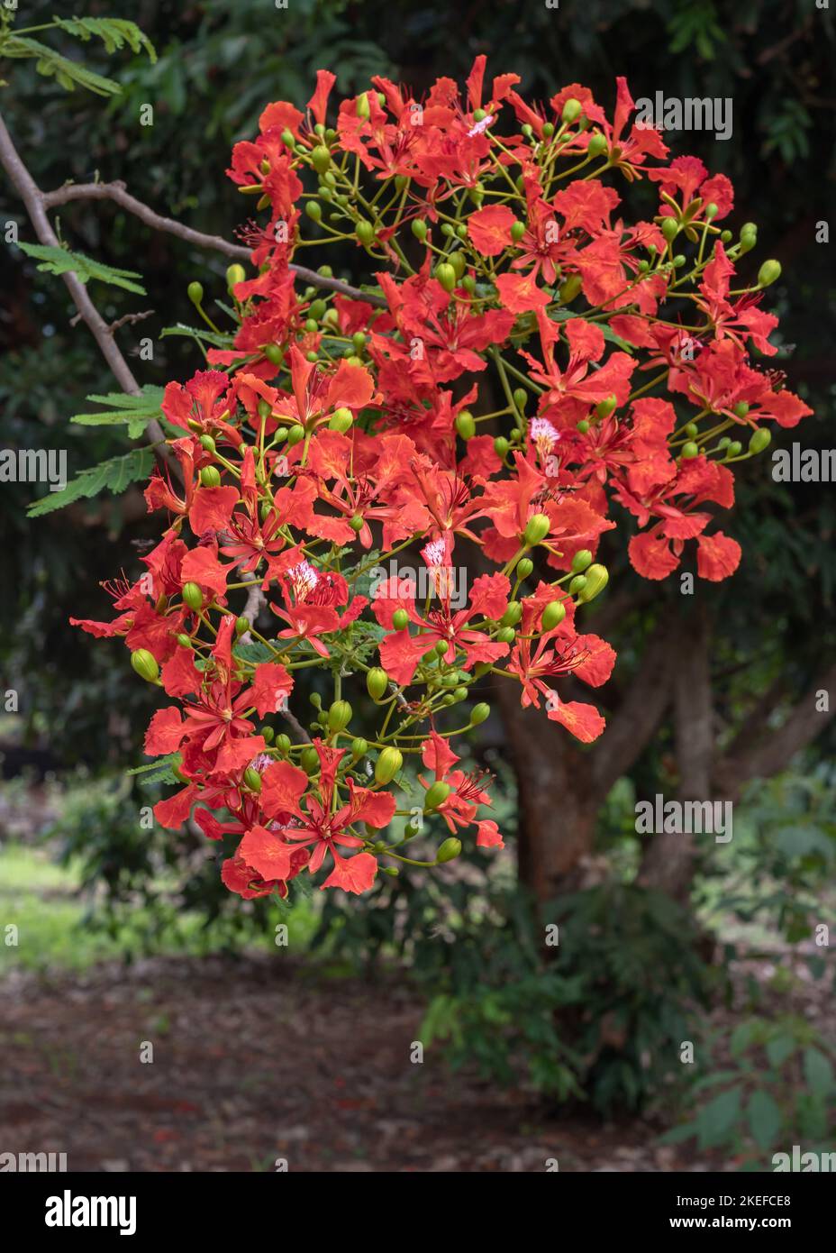 Delonix regia flamboyant tree Banque de photographies et d’images à ...