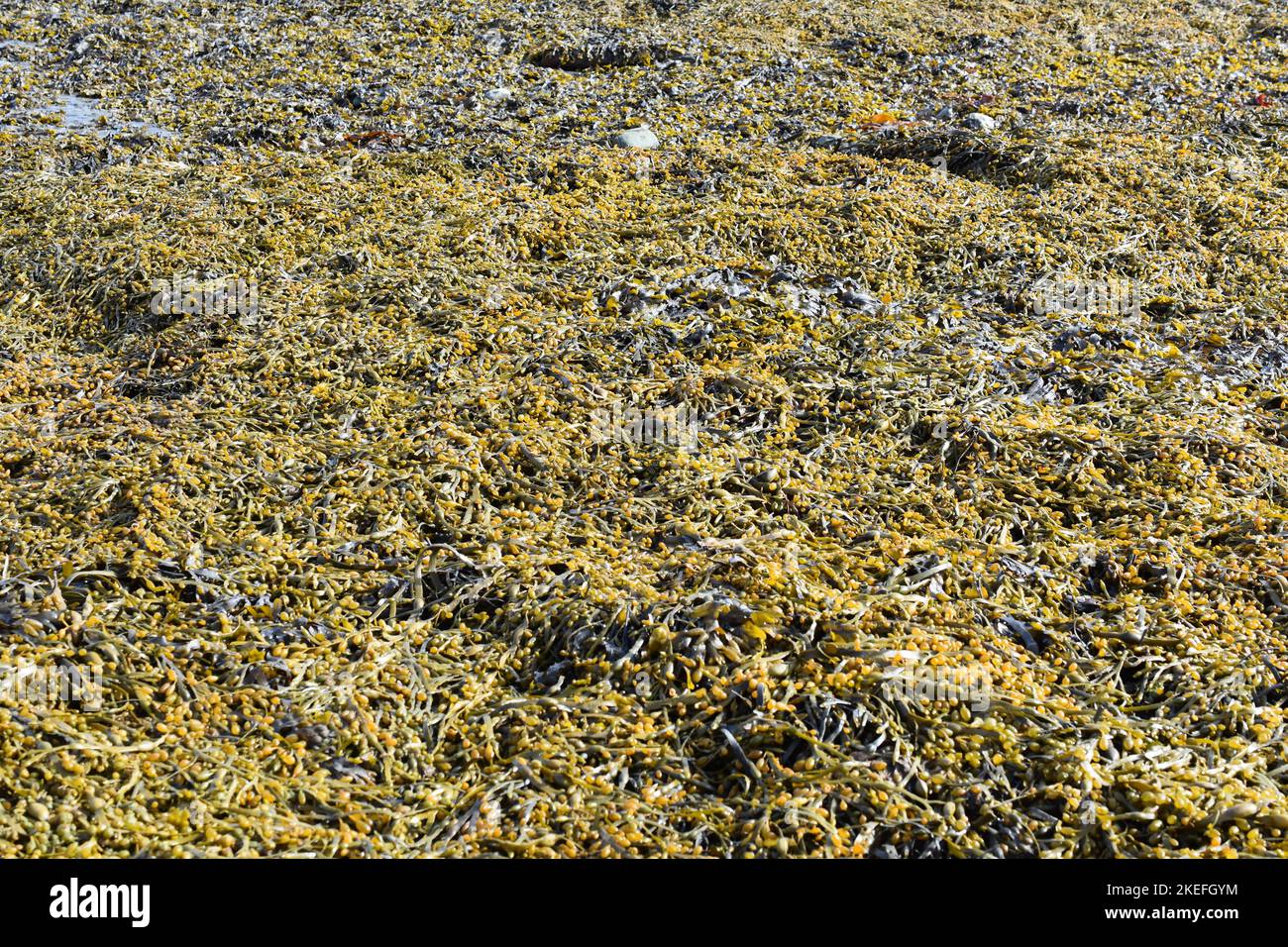 Varech ascophyllum nodosum Banque de photographies et d’images à haute ...