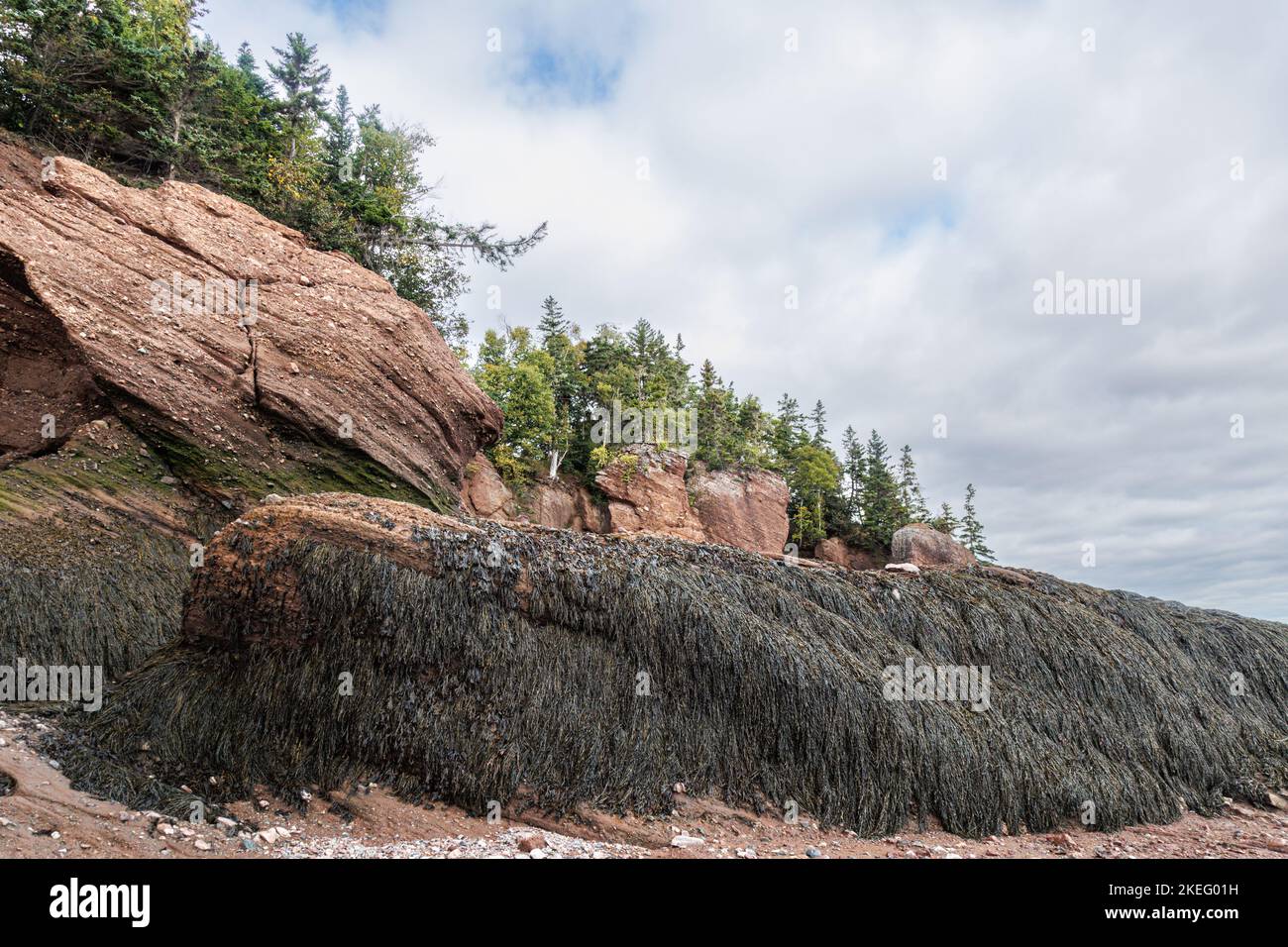 Les arbres se trouvent au sommet de piles de Hopewell Rocks et d'une ...