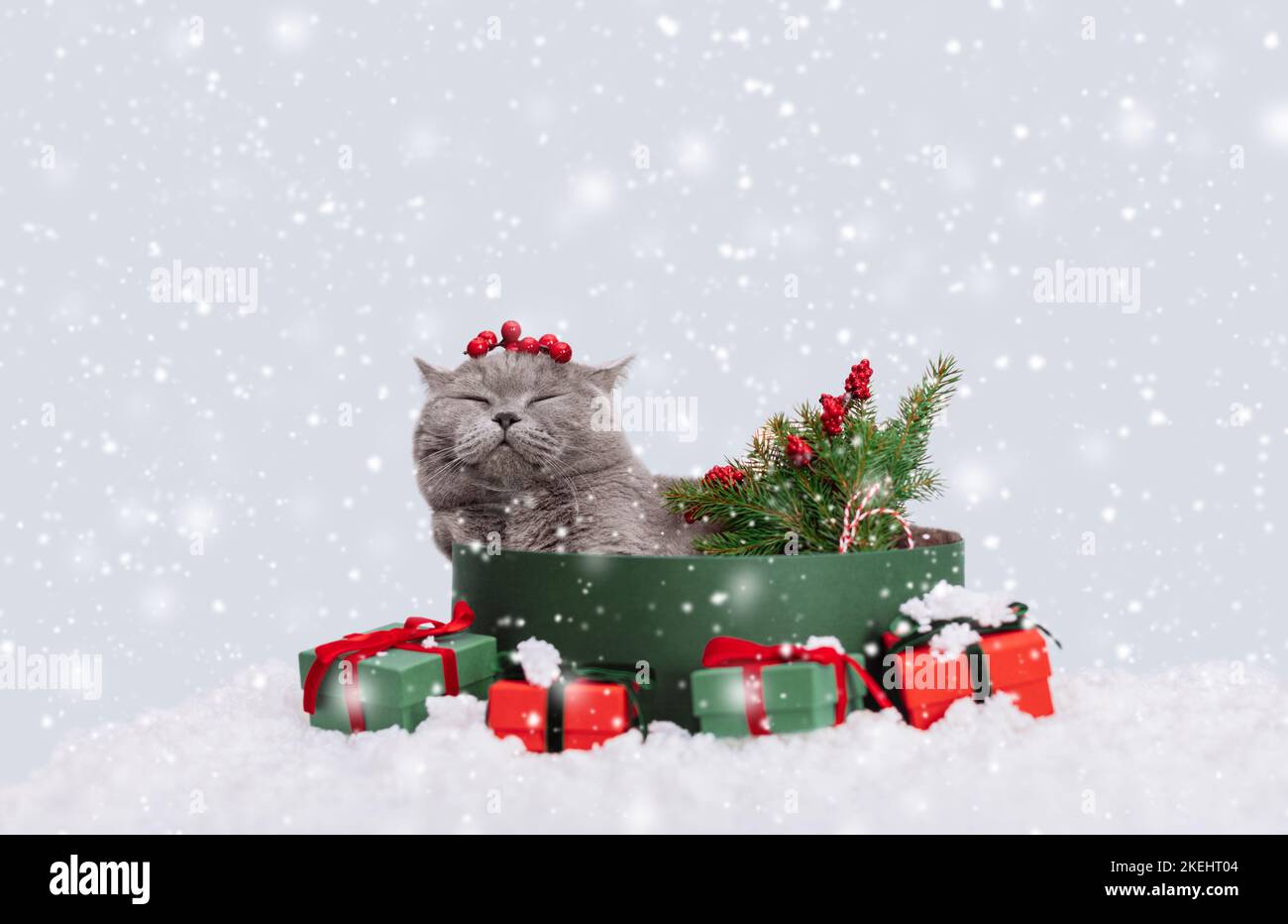 Un chat de Noël endormi dans une boîte cadeau. Chat britannique avec ...