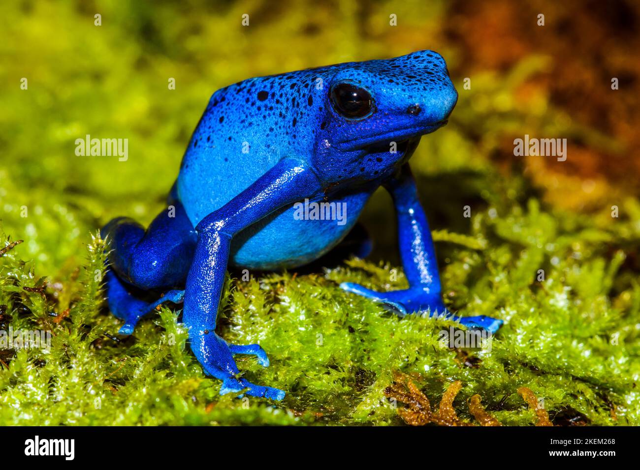Grenouille de teinture, tinc ou grenouille de teinture (Dendrobates ...
