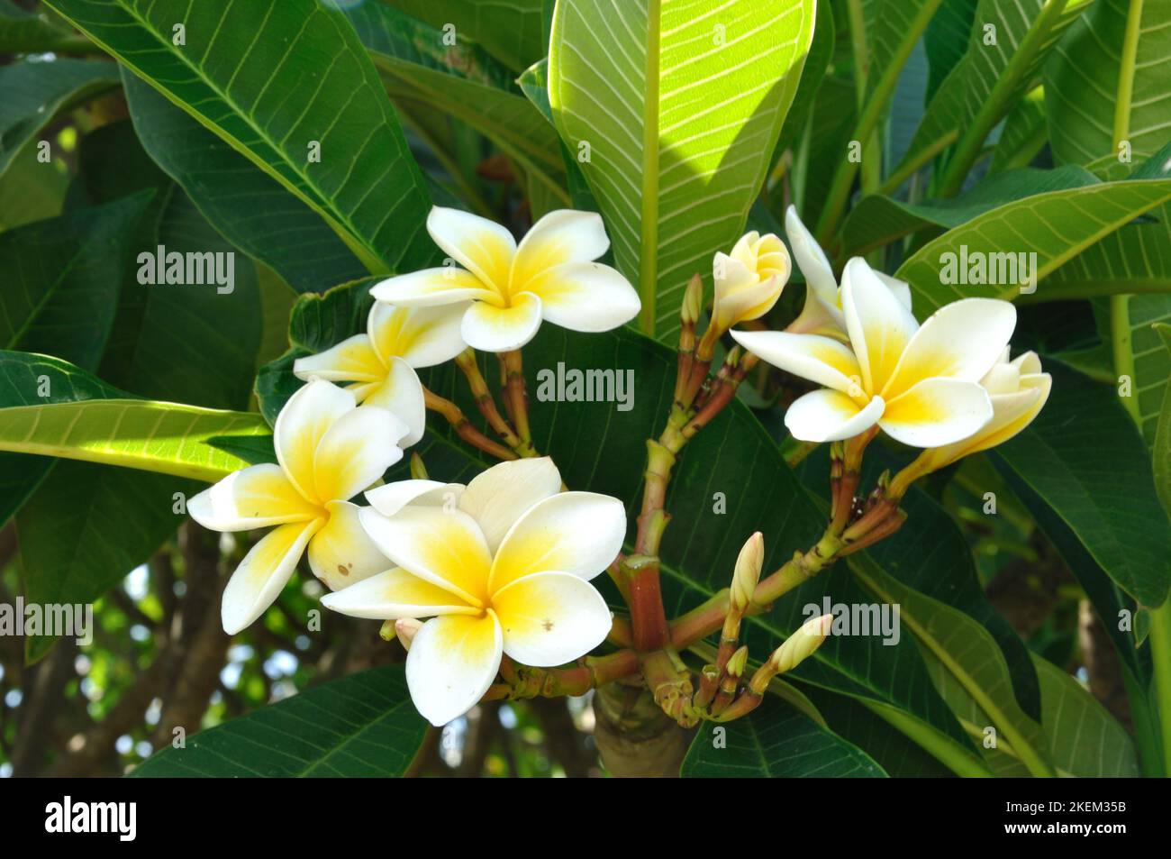 Fortaleza de maputo Banque de photographies et d’images à haute ...