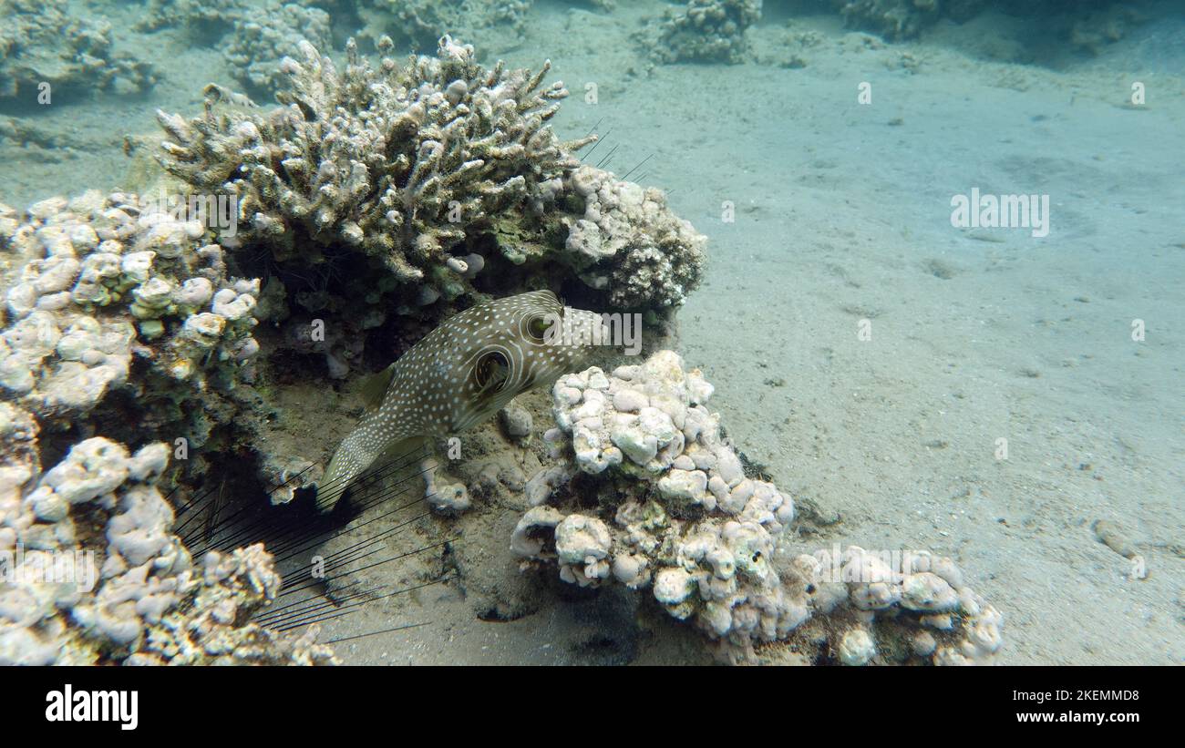 Arothron stellatus - Star puffer - ce puffer (ou arotron), l'un des ...