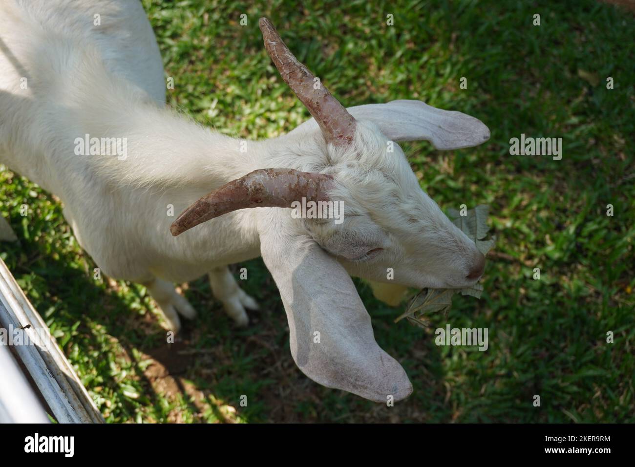 Chèvre blanche cornes Banque de photographies et d’images à haute ...