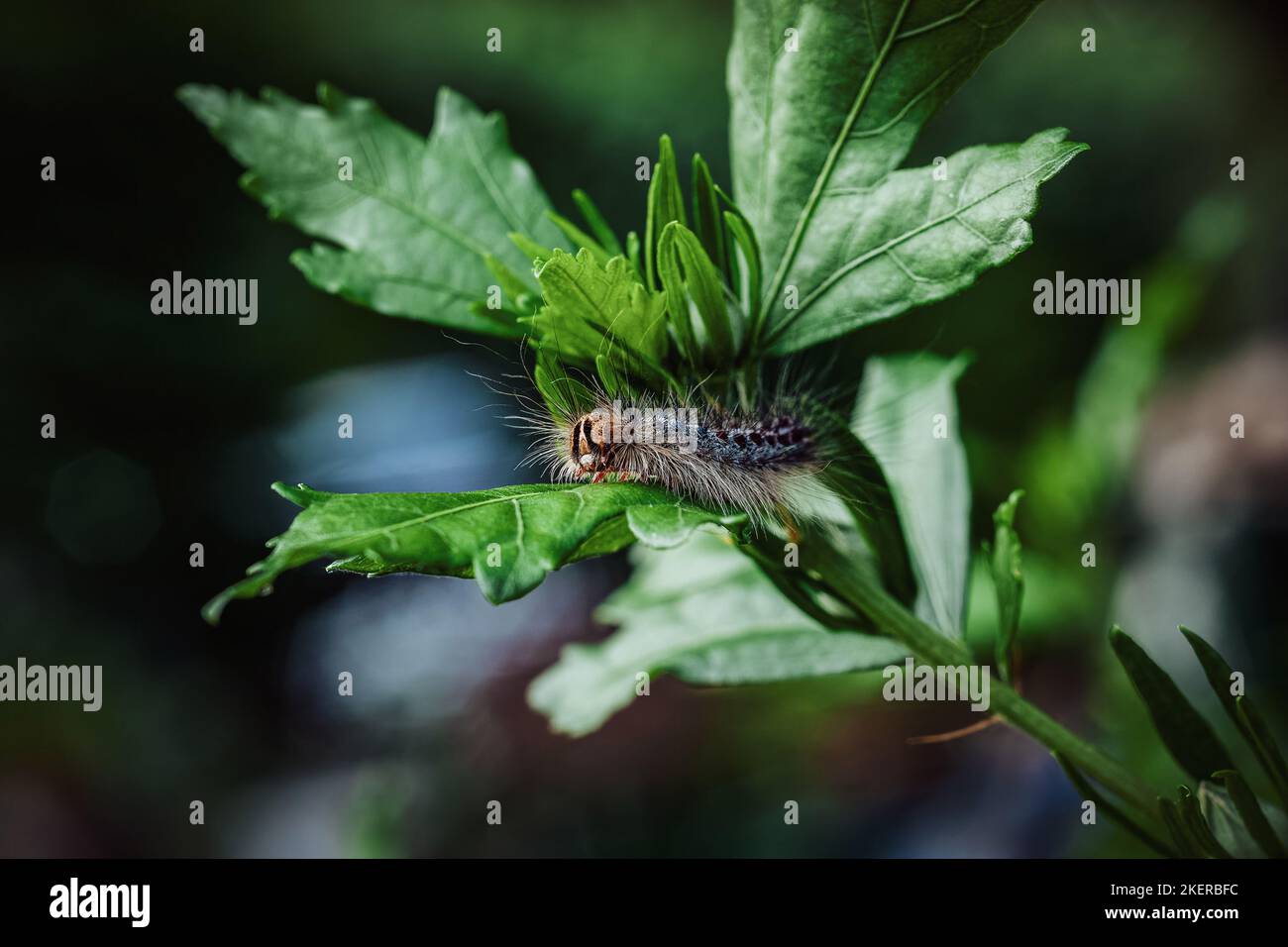 Gypsy moths Banque de photographies et d’images à haute résolution - Alamy