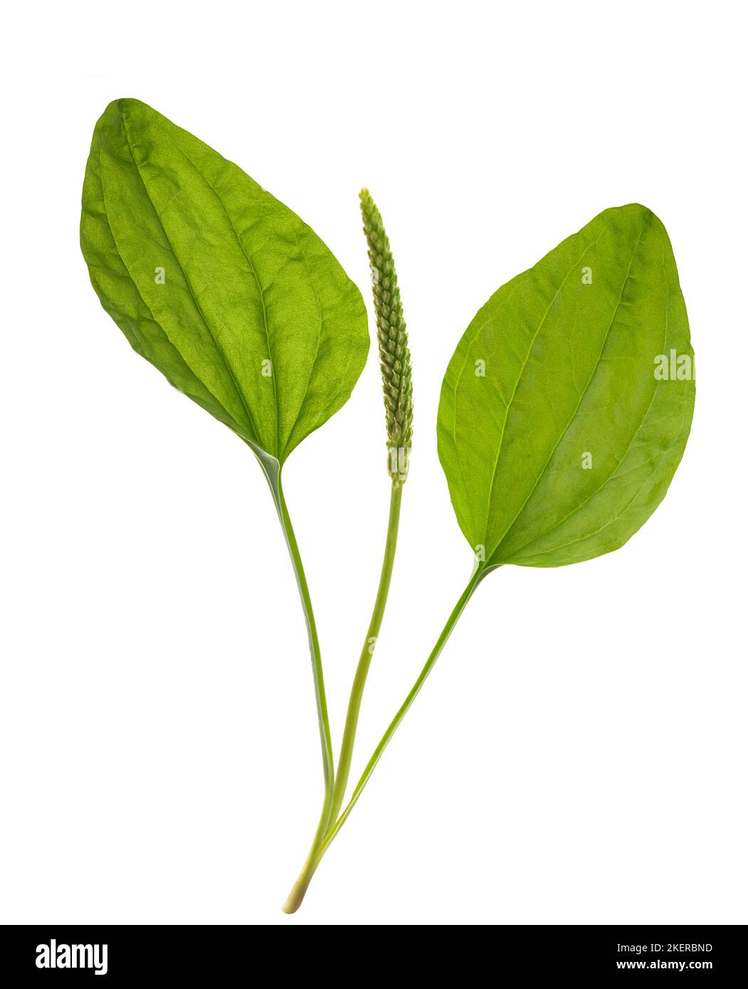 Common plantain plantago major Banque de photographies et d’images à ...