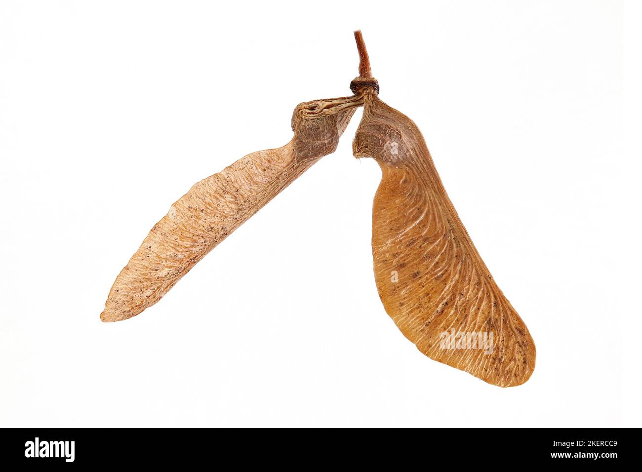 Acer buergerianum Banque d'images détourées - Alamy