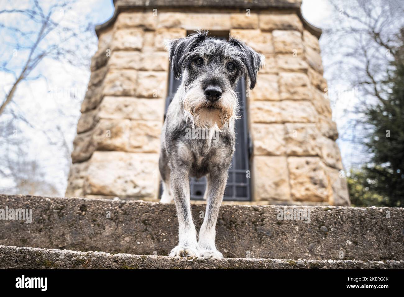 Standard schnauzer Banque de photographies et d’images à haute ...