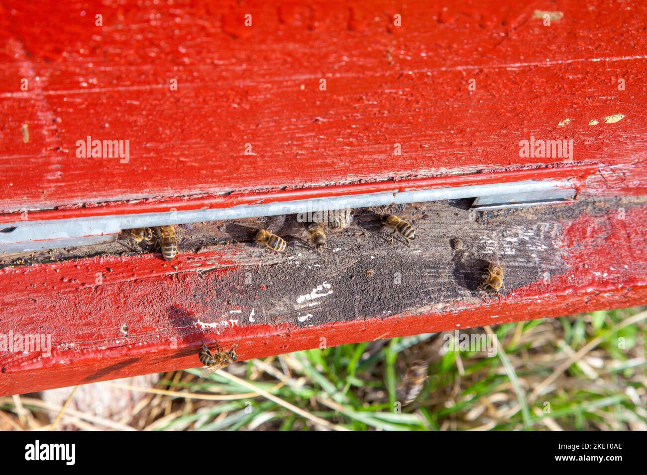 Cadres d'une ruche. Beaucoup d'abeilles à l'entrée de l'ancienne ruche ...