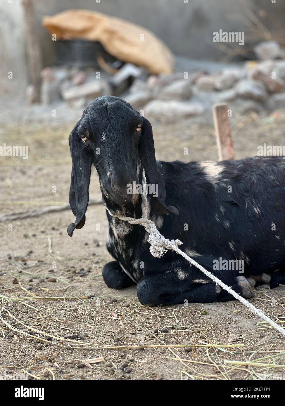 Goat farmer Banque de photographies et d’images à haute résolution - Alamy
