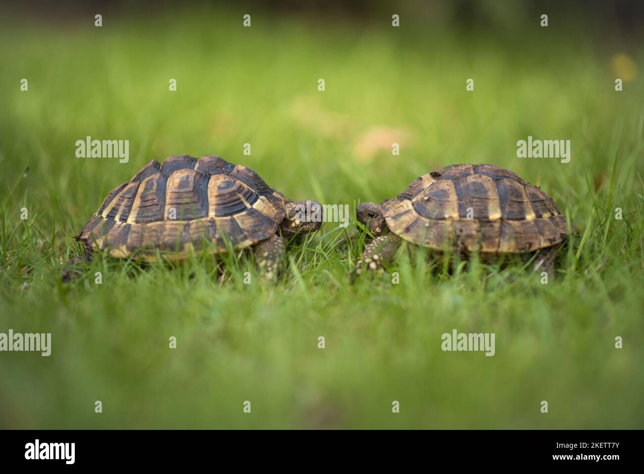 Adult hermann tortoise Banque de photographies et d’images à haute ...