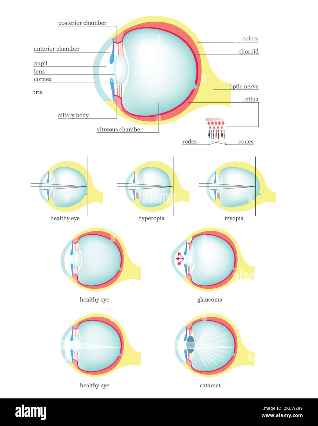 Schéma médical de la section transversale de l'anatomie de l'œil humain ...