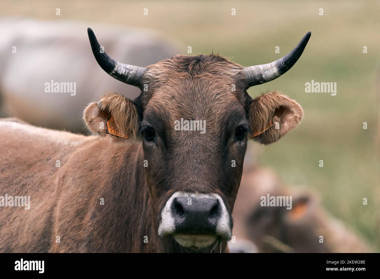 Vache à grosses cornes Banque de photographies et d’images à haute ...