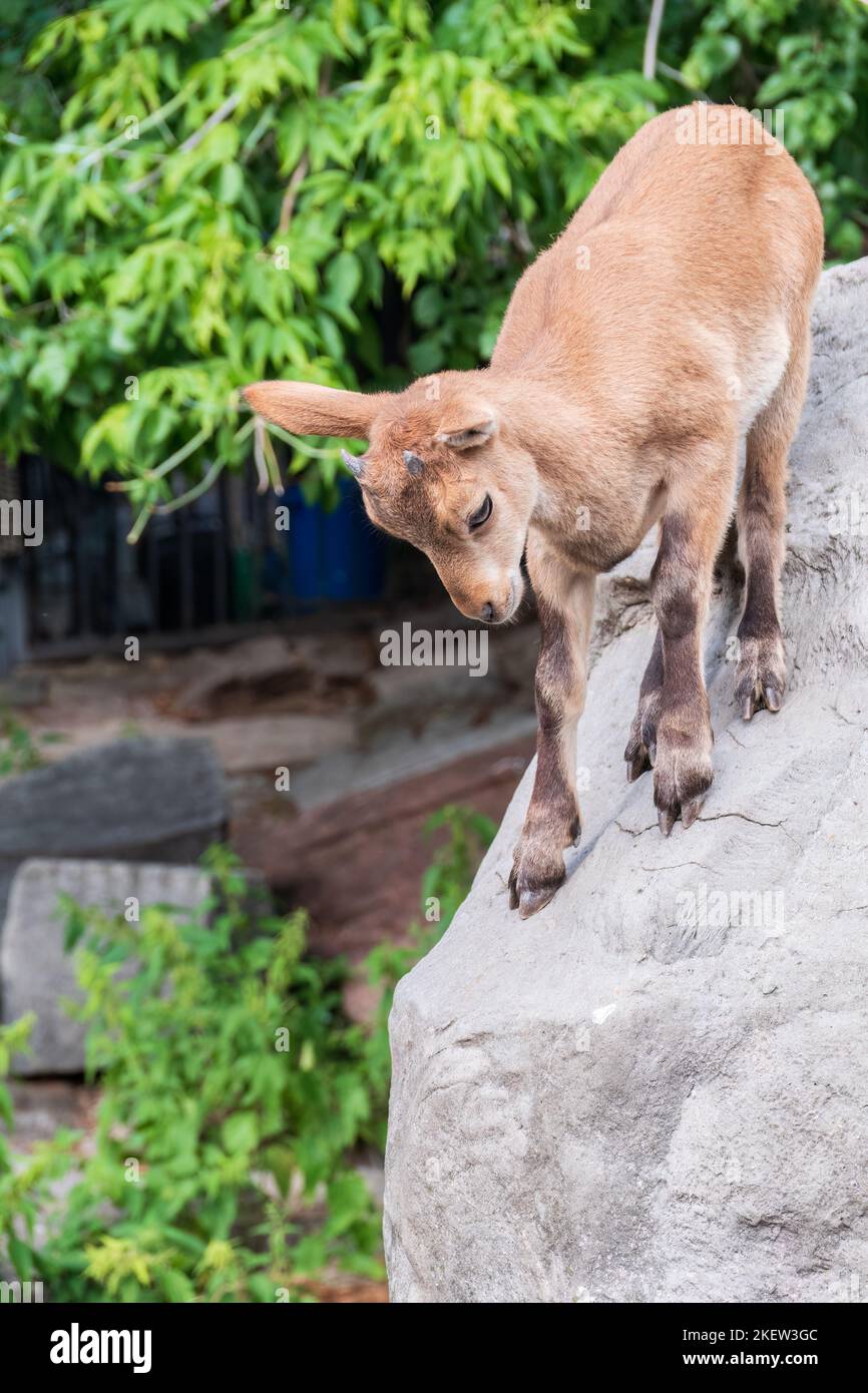 Markhor goatlings sautent sur les rochers. Markhor, Capra falconeri ...