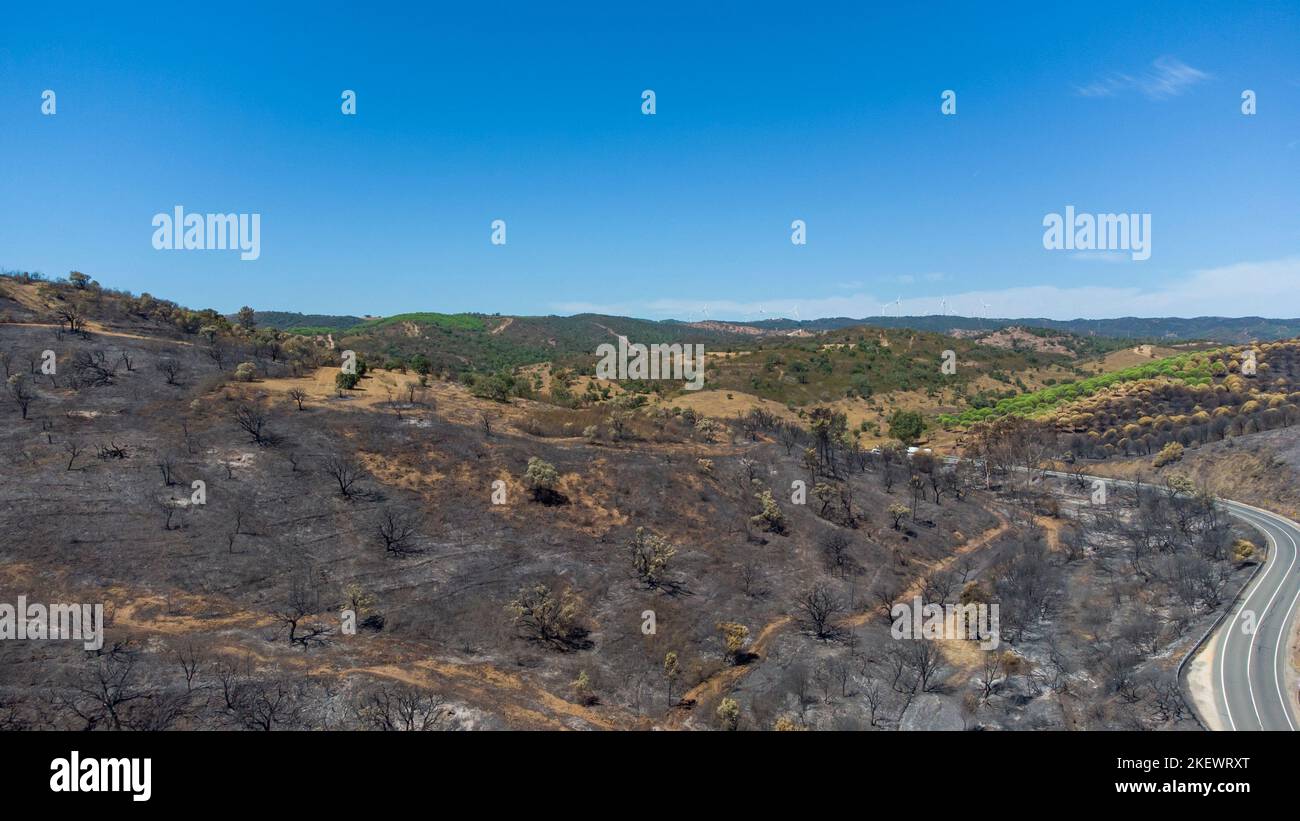 Vue aérienne par drone de la forêt brûlée. Terre sombre et arbres noirs ...