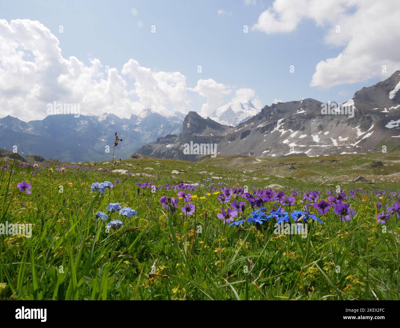 Une sélection de fleurs alpines dans les Alpes européennes. Toutes les ...