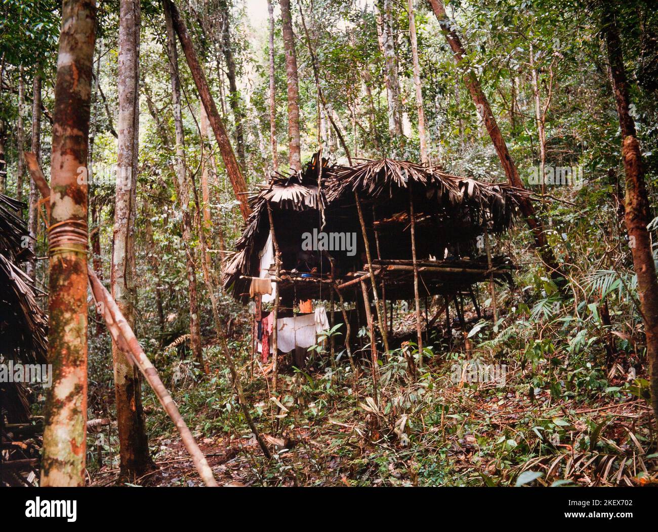 Penan tribe Banque de photographies et d’images à haute résolution - Alamy