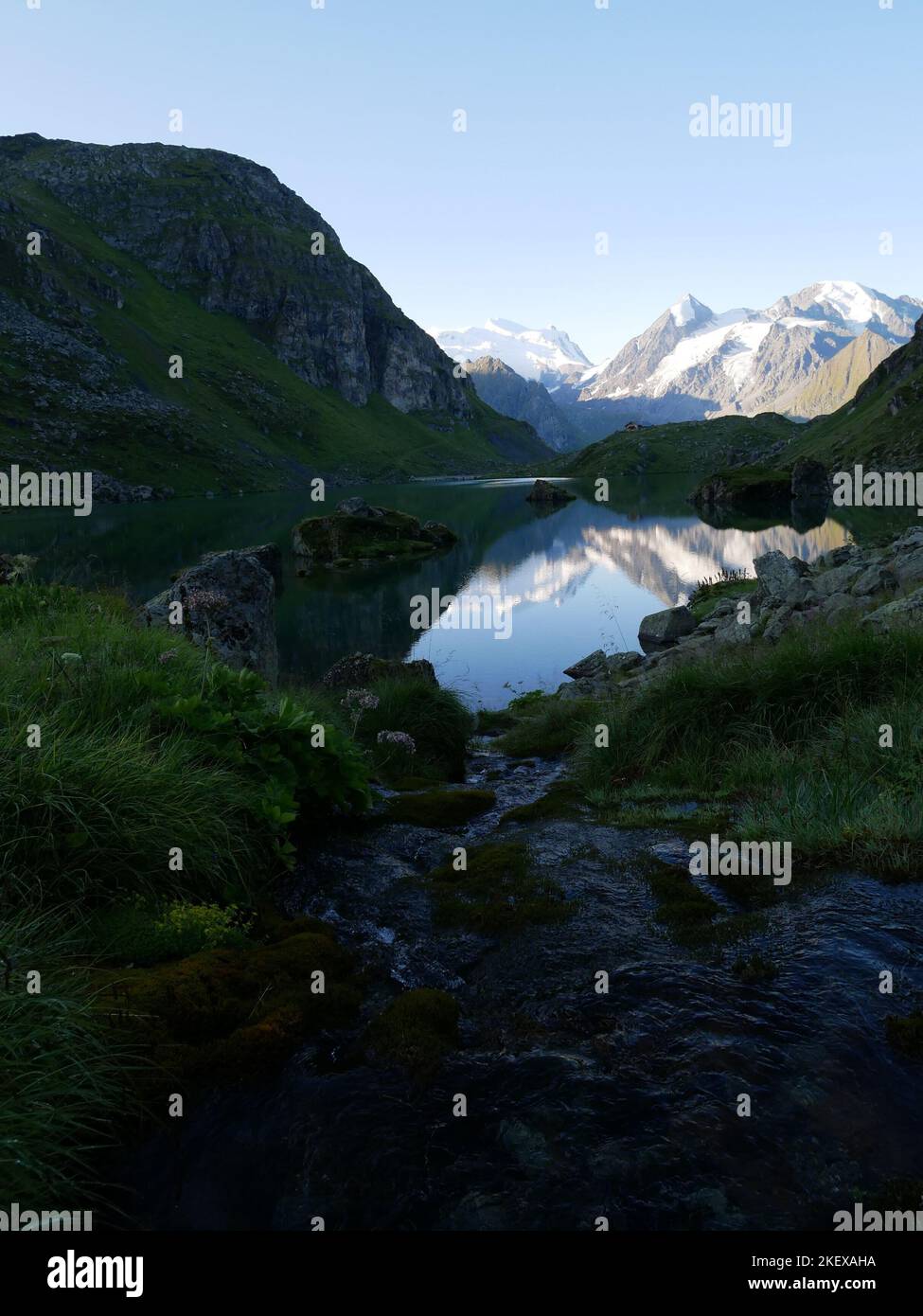 Fleurs sauvages et images de paysages des montagnes du Valais suisse ...