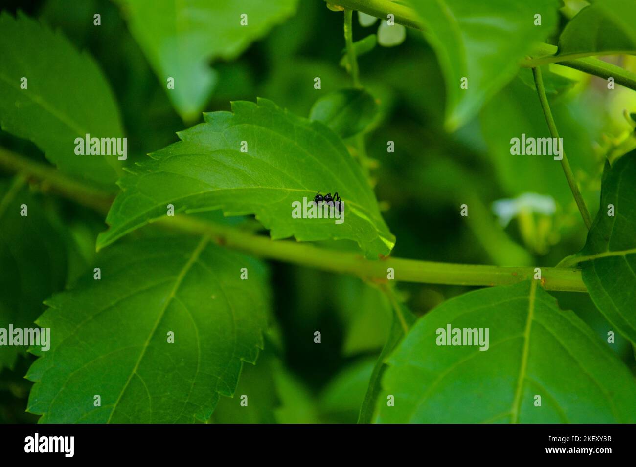 Fourmi solitaire Banque de photographies et d’images à haute résolution ...