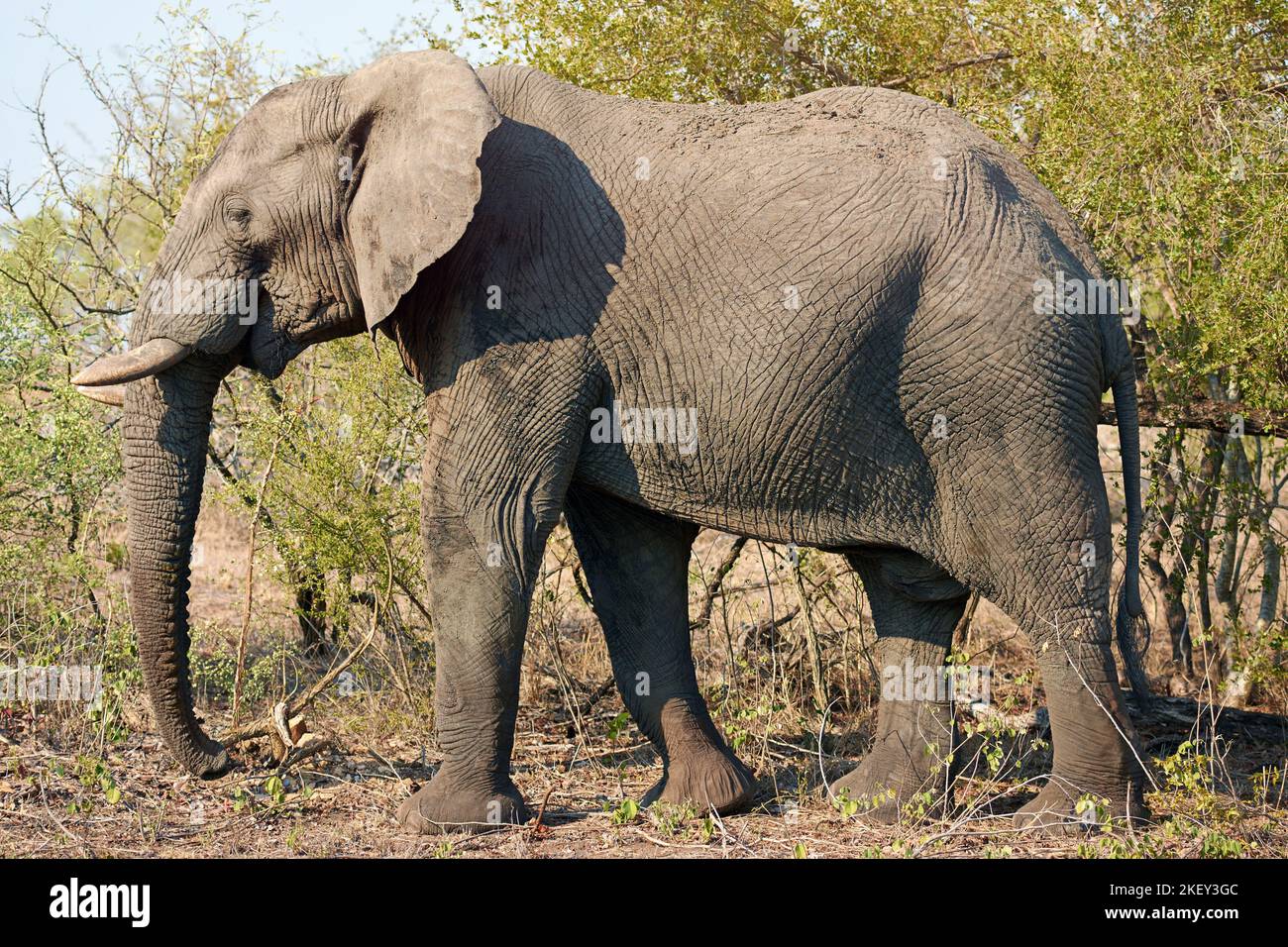 HES un géant parmi les géants. Prise de vue en longueur d'un éléphant ...