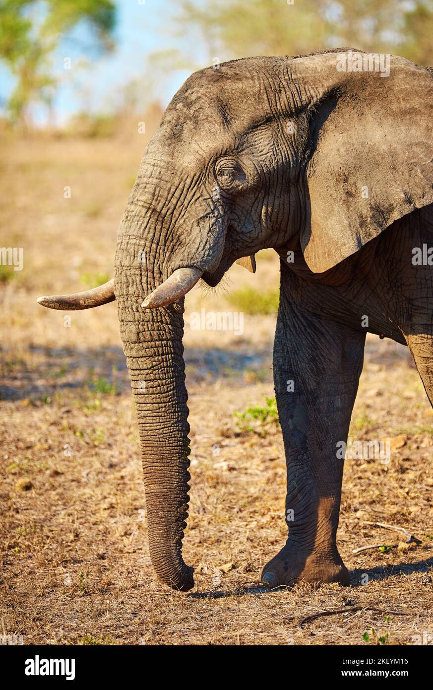 Le plus grand garçon Banque de photographies et d’images à haute ...