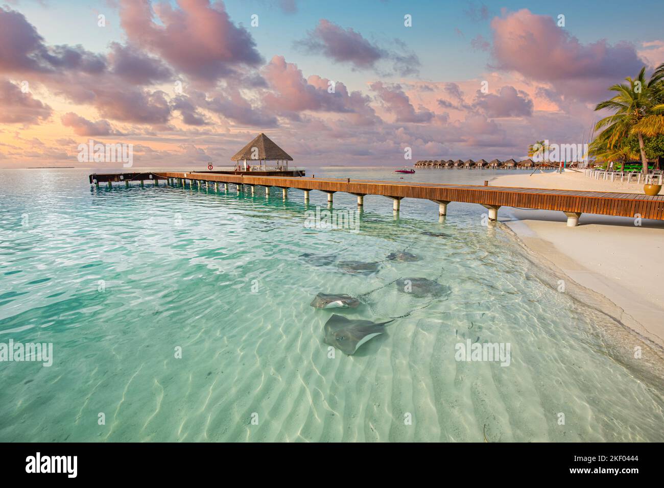 Magnifique coucher de soleil sur la plage, hiques avec raies piquantes ...