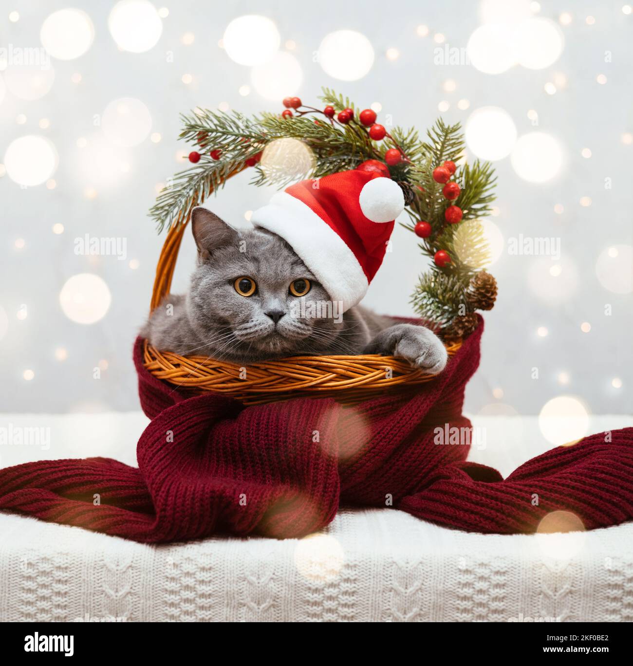 Beau chat en chapeau de père Noël rouge couché dans le panier de Noël ...