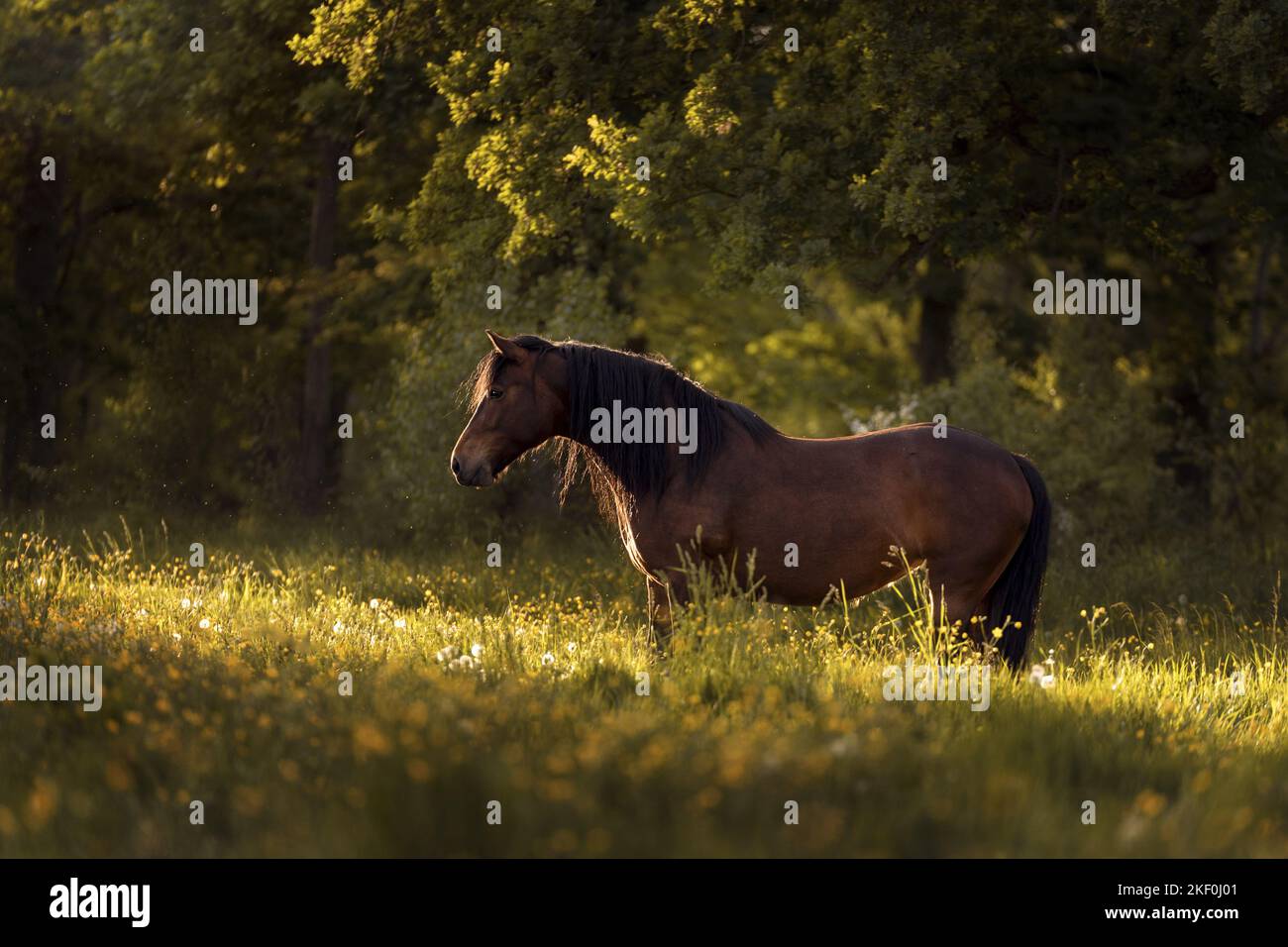 Gotland pony Banque de photographies et d’images à haute résolution - Alamy