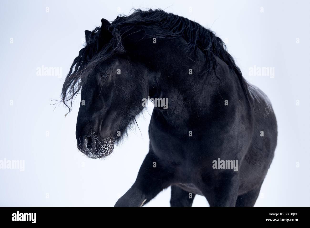 Cheval percheron noir Banque de photographies et d’images à haute ...