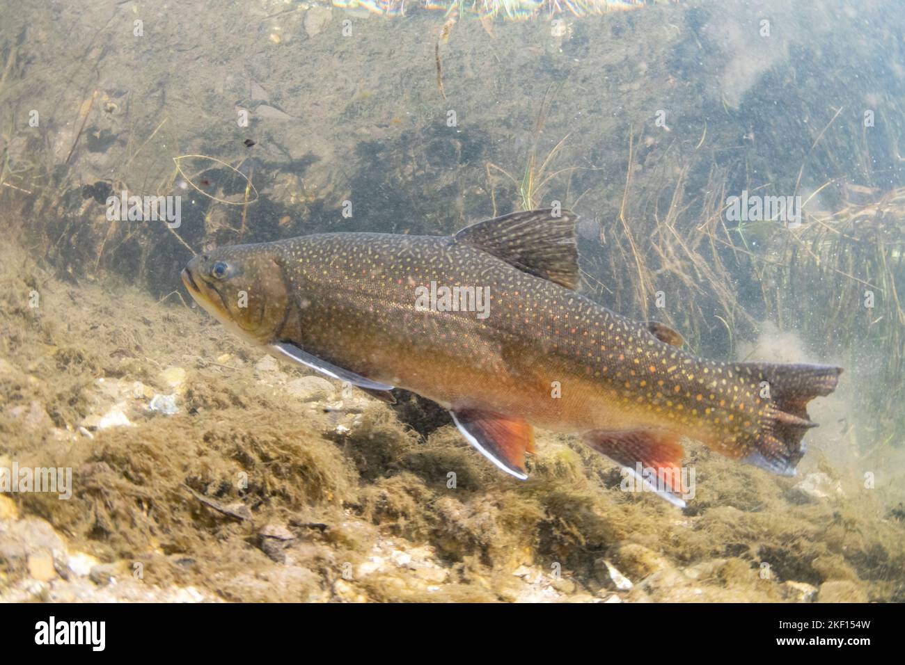 Arctic charr Banque de photographies et d’images à haute résolution - Alamy
