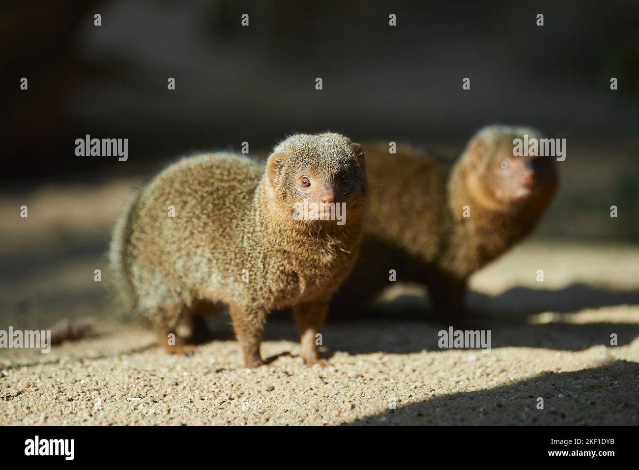 Somali dwarf mongoose Banque de photographies et d’images à haute ...