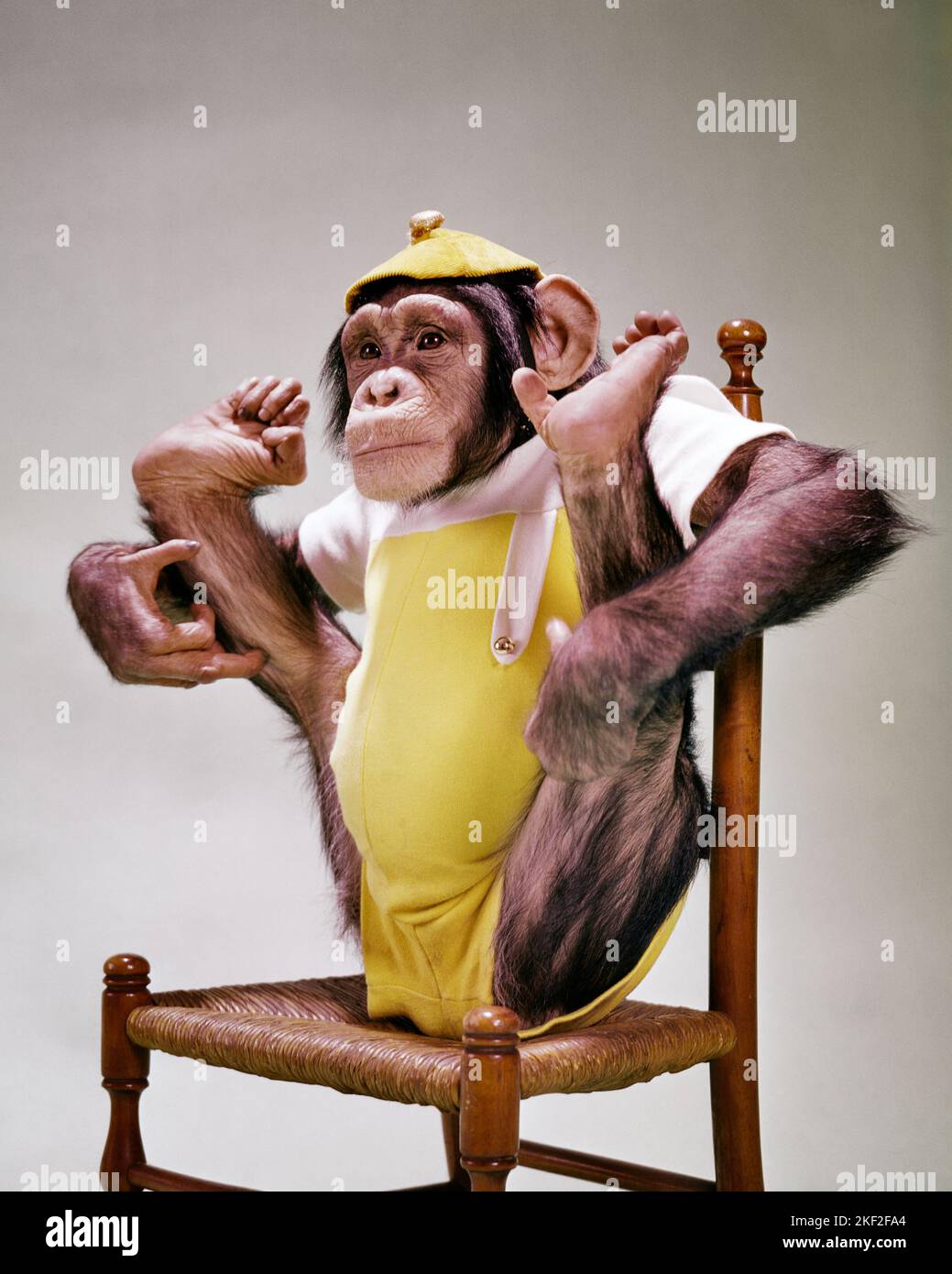 1960S CHIMPANZÉ PAN TROGLODYTES PORTANT UNE CASQUETTE JAUNE ET BLANCHE ...