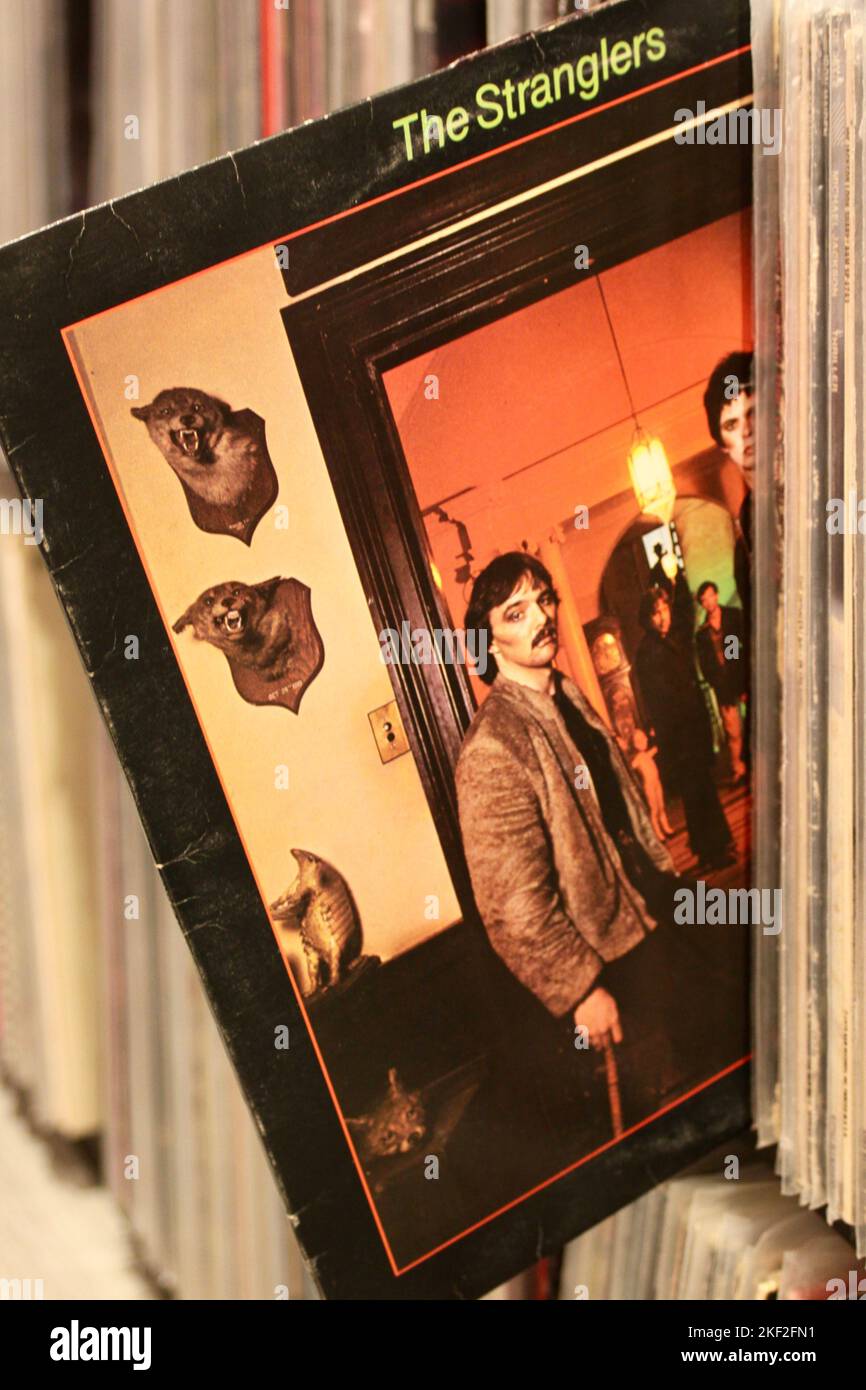 Iv rattus norvegicus Banque de photographies et d’images à haute ...