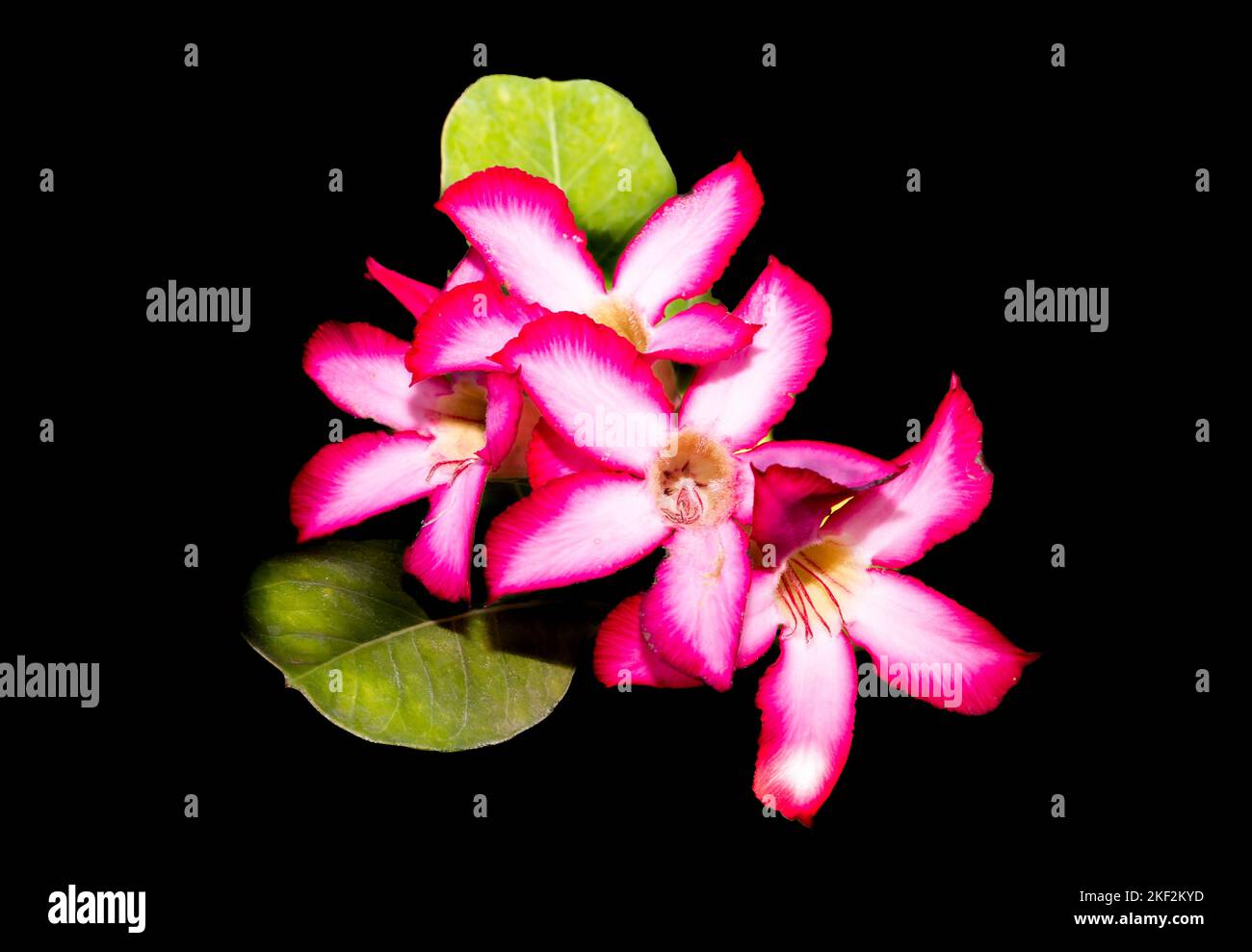 Adenium obesum est une espèce toxique de plante à fleurs appartenant à ...