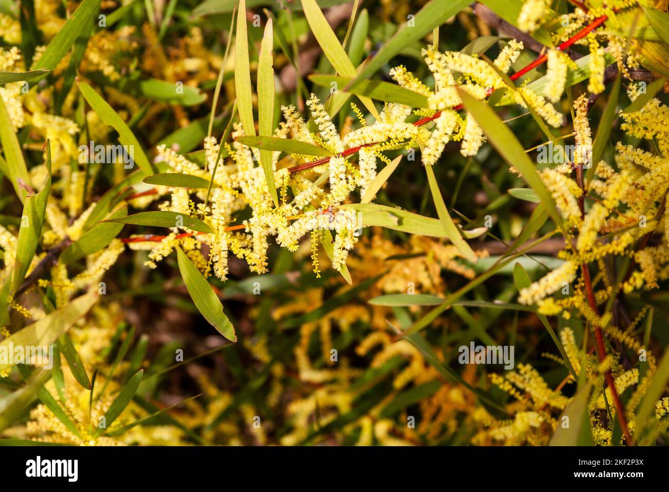 Le Golden Wattle (Acacia pycnantha) est l'emblème floral officiel de l ...