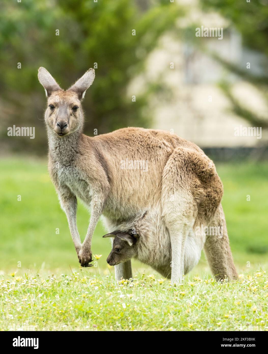 Baby kangaroo in pouch Banque de photographies et d’images à haute ...